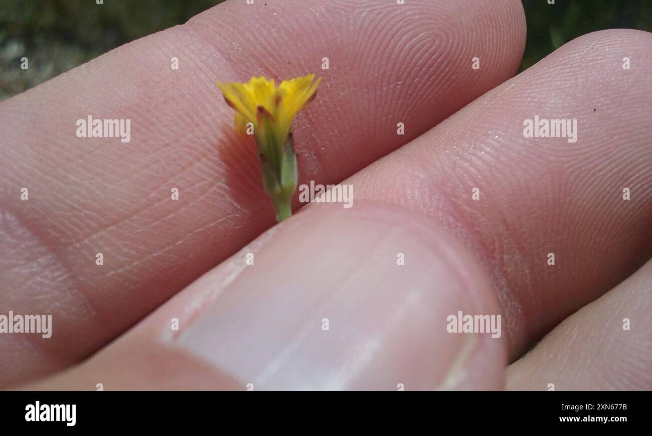 Smooth Cat's Ear (Hypochaeris glabra) Plantae Stock Photo - Alamy