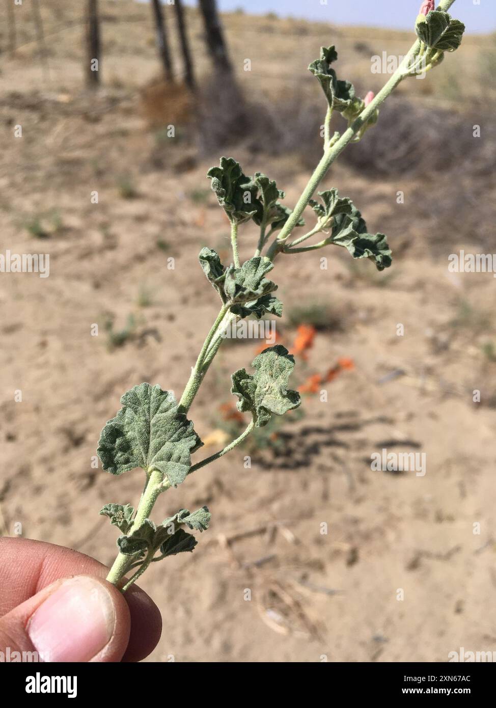 Small-leaf Globemallow (Sphaeralcea parvifolia) Plantae Stock Photo - Alamy