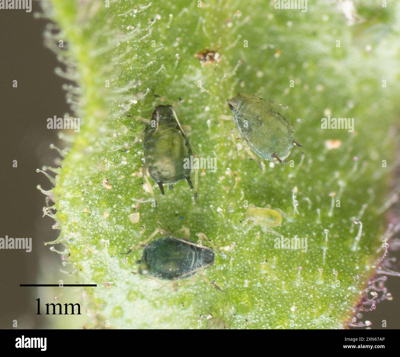 Melon Aphid (Aphis gossypii) Insecta Stock Photo - Alamy