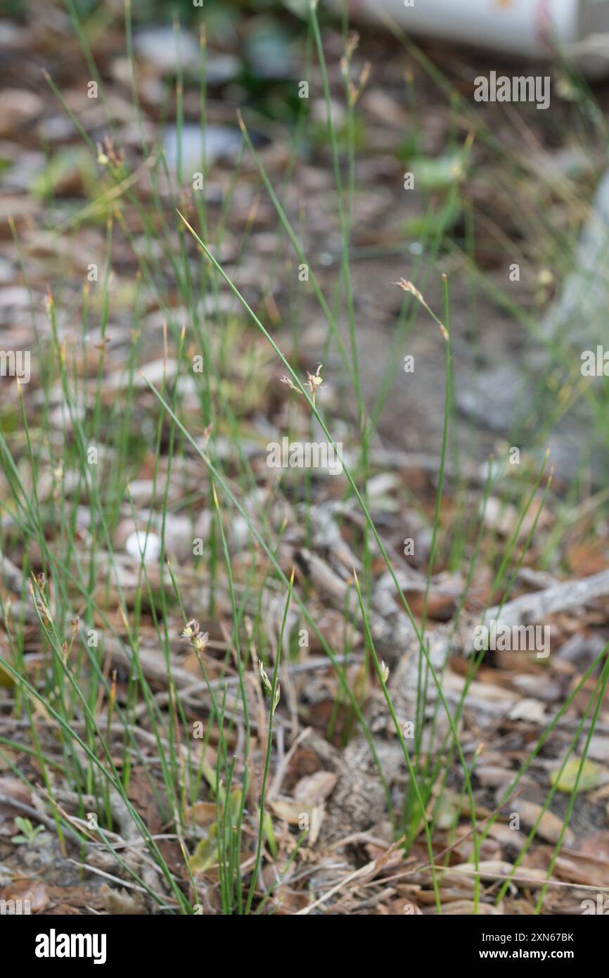 rushes (Juncus) Plantae Stock Photo - Alamy