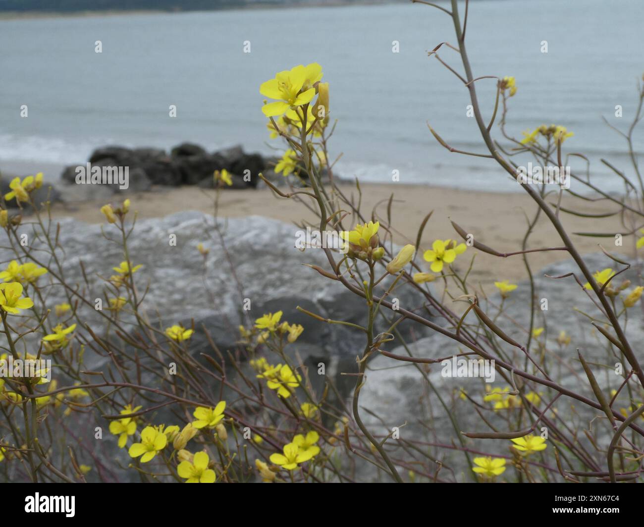 Perennial Wall-rocket (Diplotaxis tenuifolia) Plantae Stock Photo - Alamy