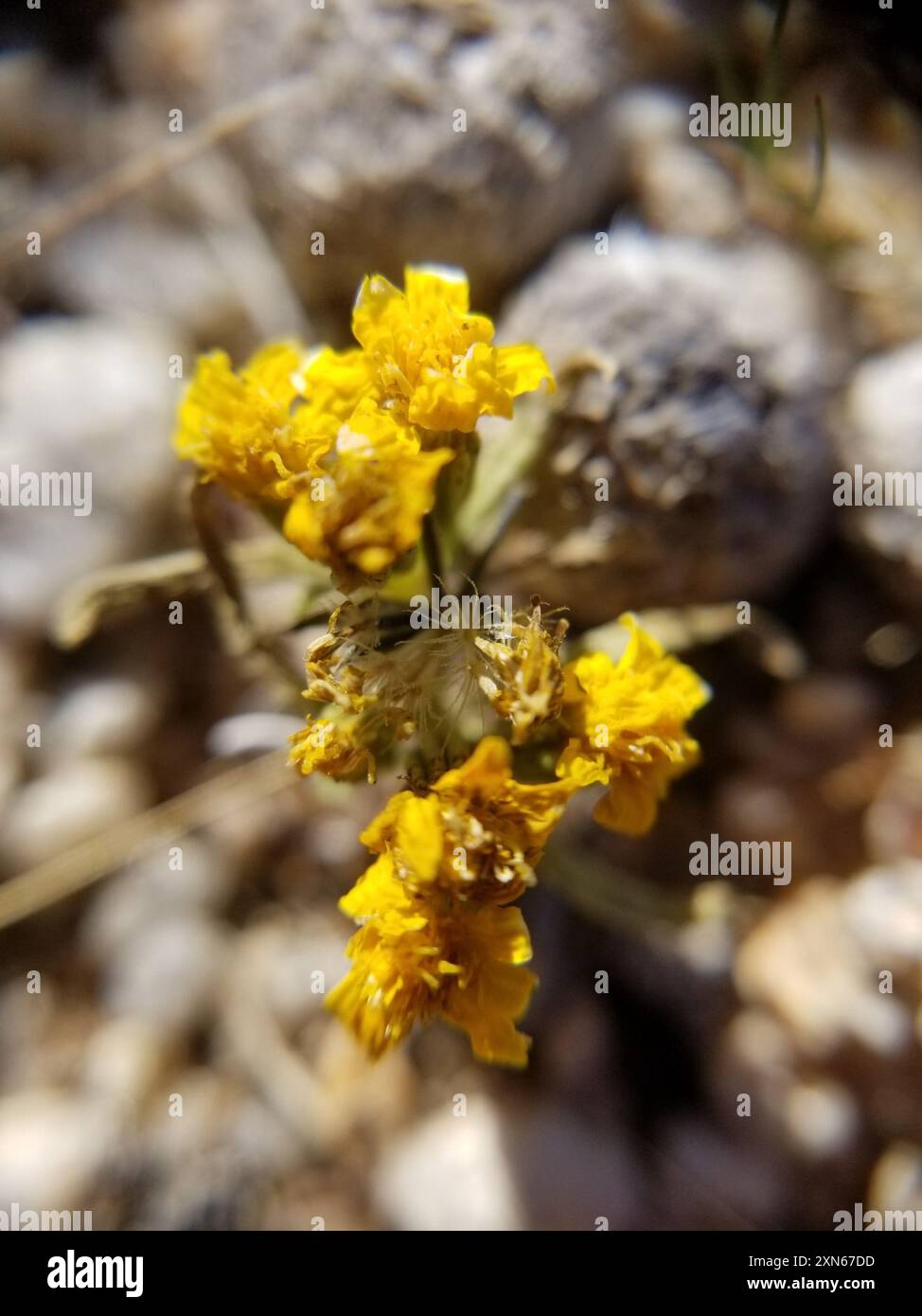 Chinchweed (Pectis papposa) Plantae Stock Photo - Alamy