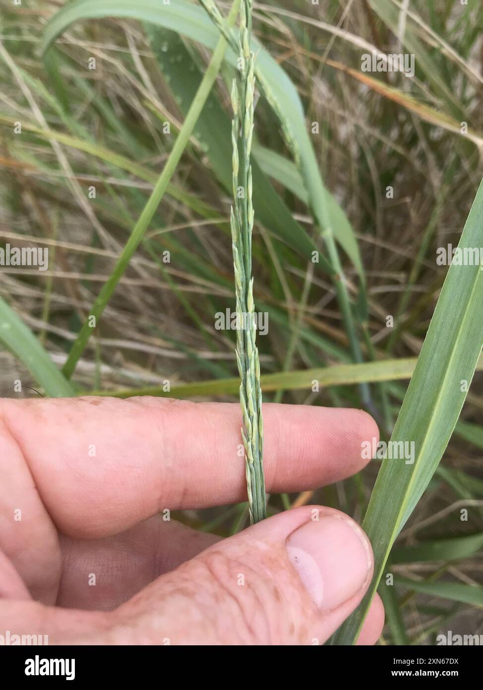 Bitter Panicgrass (Panicum amarum) Plantae Stock Photo - Alamy