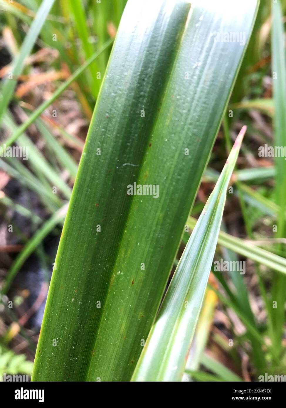 Panicled Bulrush (Scirpus microcarpus) Plantae Stock Photo - Alamy