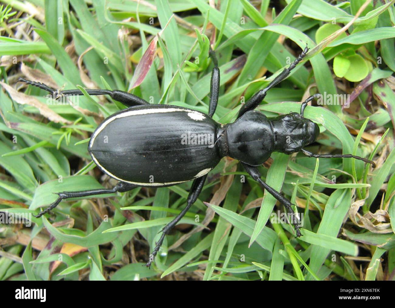 Twospot Ground Beetle (Anthia omoplata) Insecta Stock Photo - Alamy