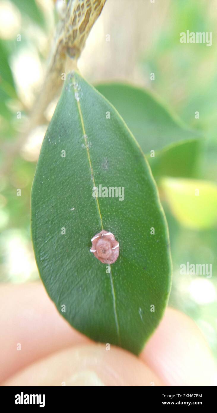 Ceroplastes rubens hi-res stock photography and images - Alamy