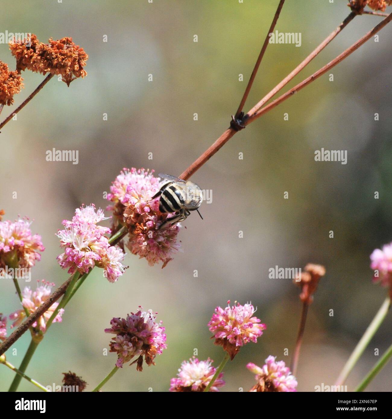 Urbane Digger Bee (Anthophora urbana) Insecta Stock Photo - Alamy