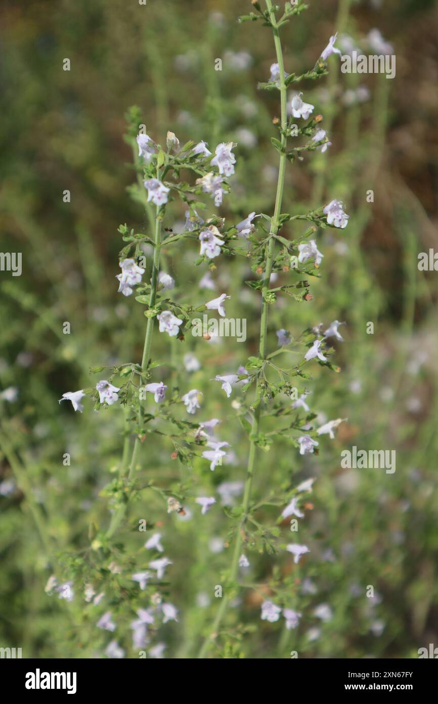Lesser Calamint (Clinopodium nepeta) Plantae Stock Photo - Alamy