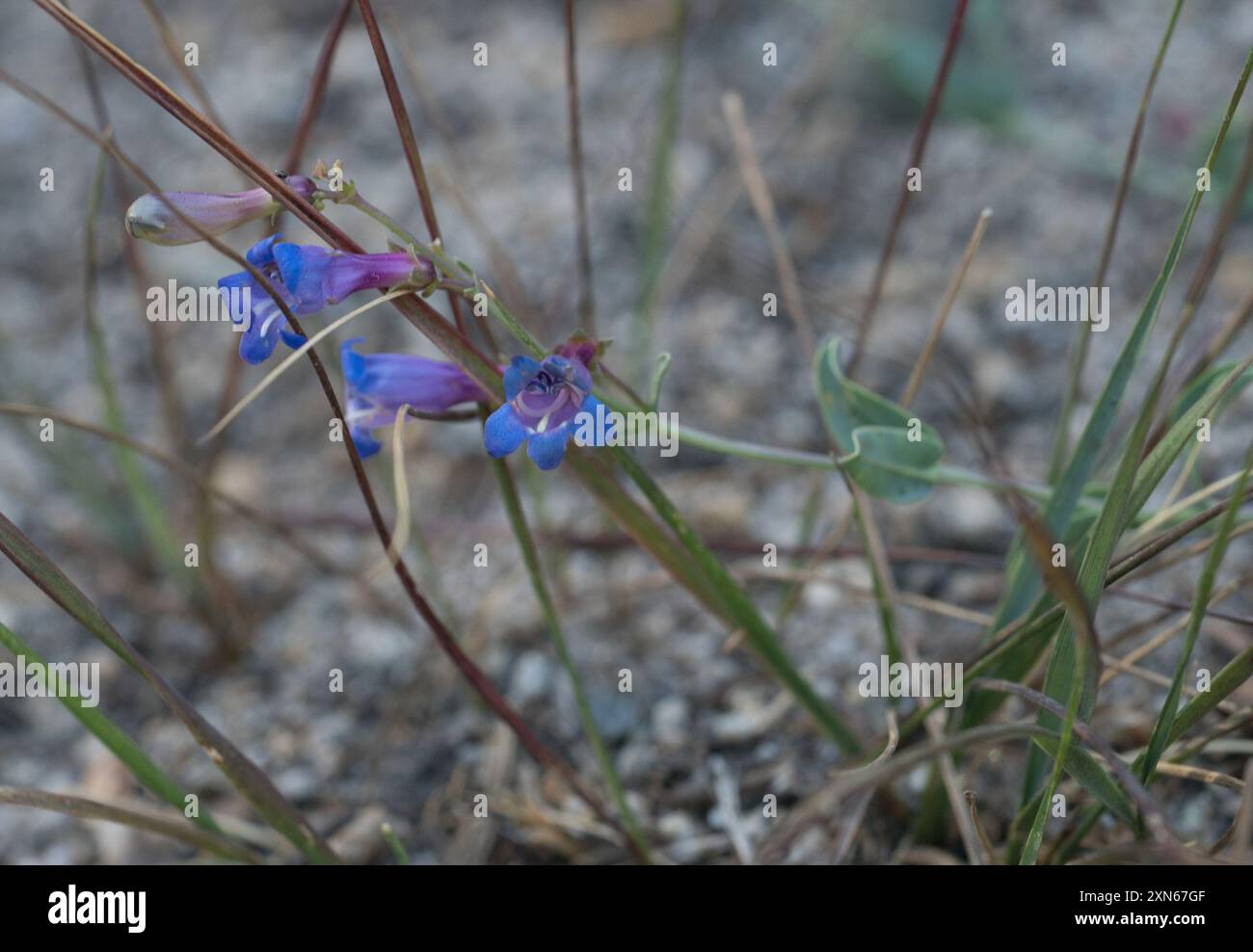 Azure Penstemon (Penstemon azureus) Plantae Stock Photo - Alamy