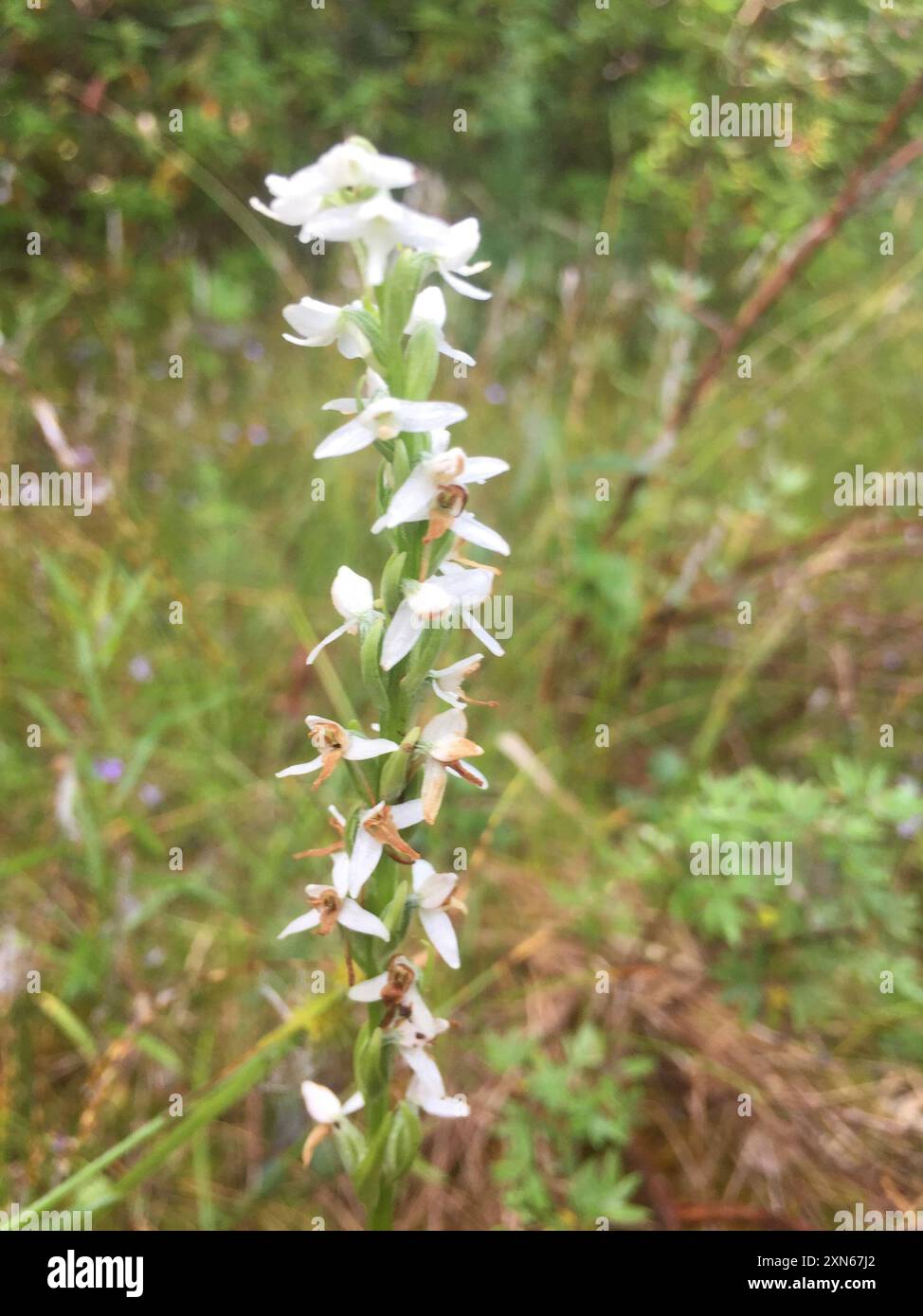 white bog orchid (Platanthera dilatata) Plantae Stock Photo - Alamy