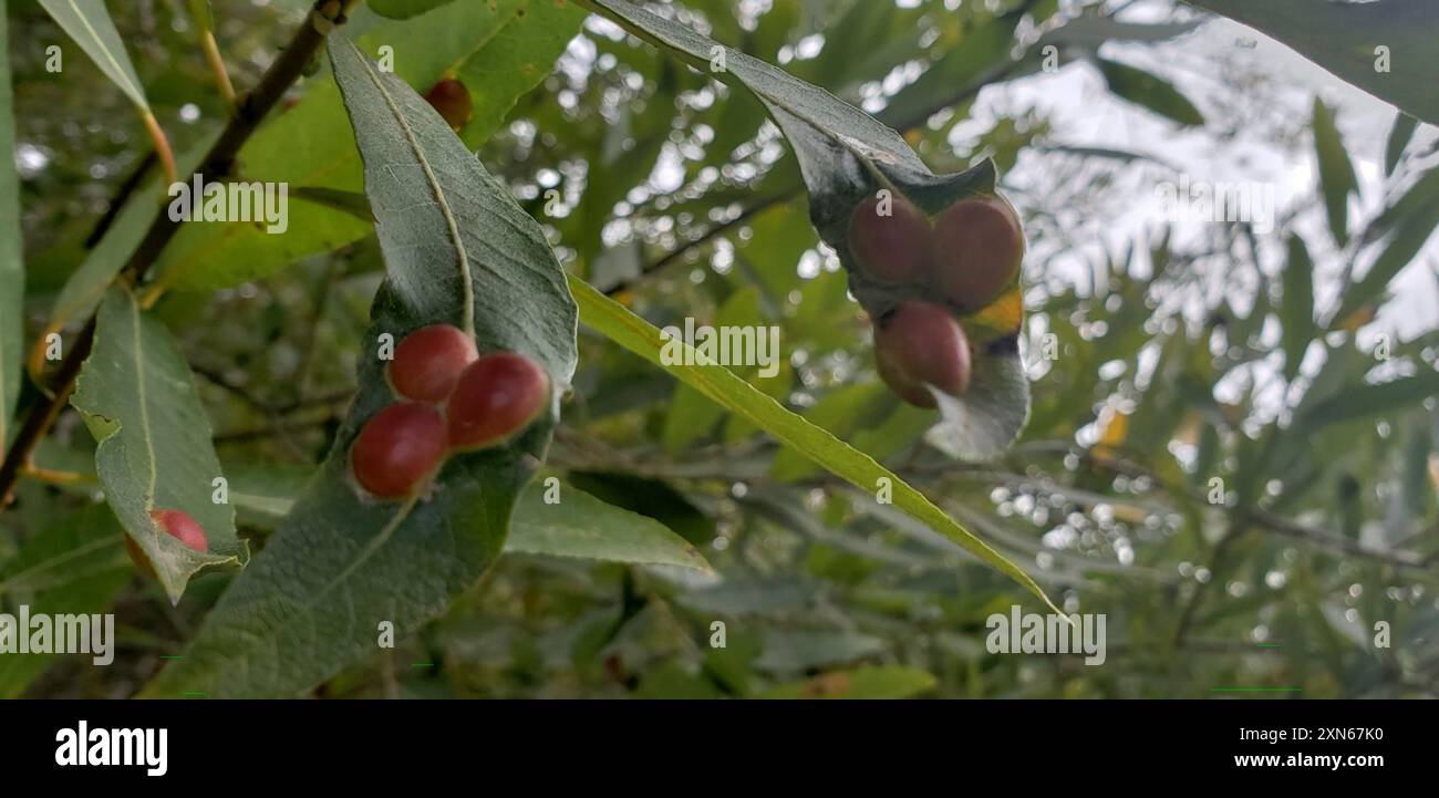 Willow Apple Gall Sawfly (Euura californica) Insecta Stock Photo - Alamy