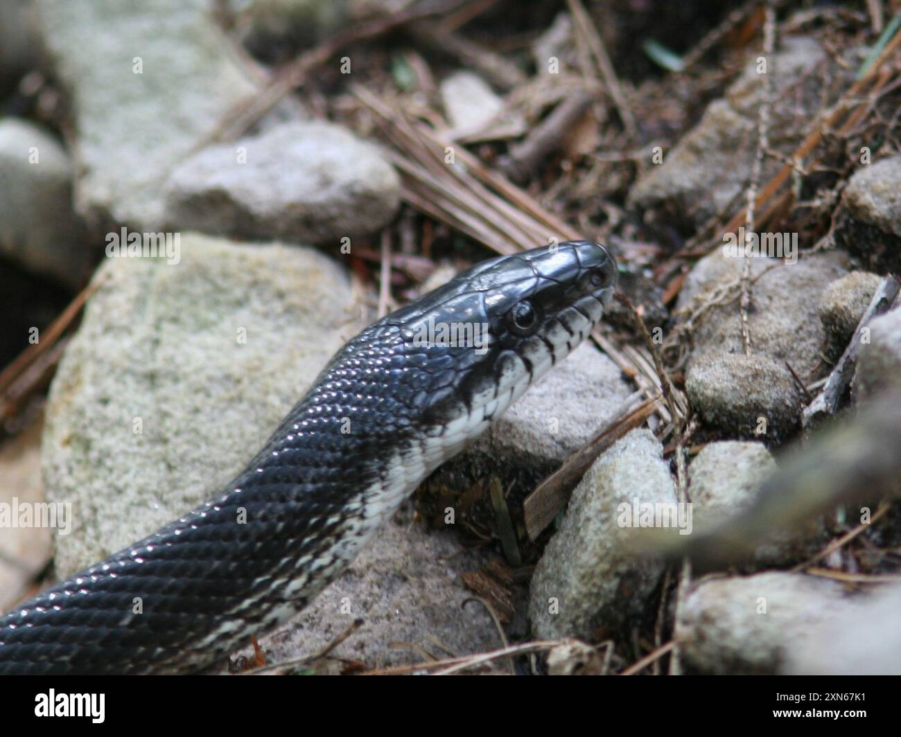 Eastern Ratsnake (Pantherophis alleghaniensis) Reptilia Stock Photo - Alamy