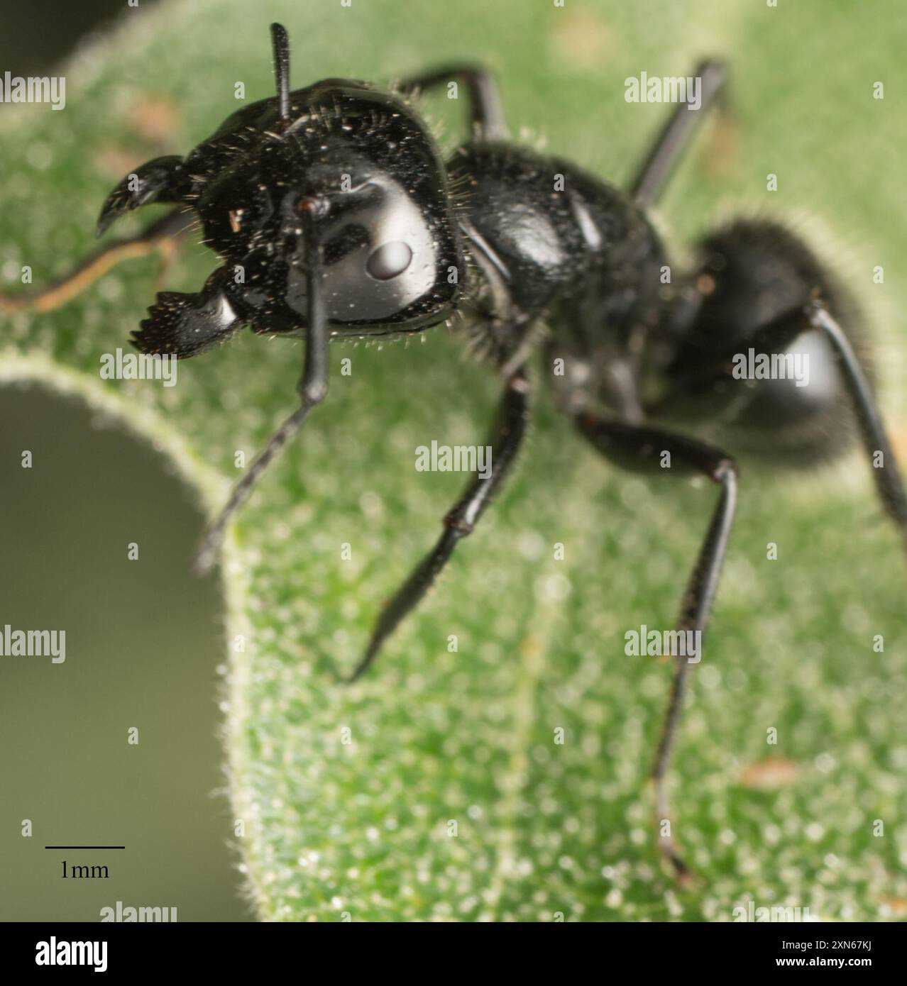 Smooth carpenter ant hi-res stock photography and images - Alamy