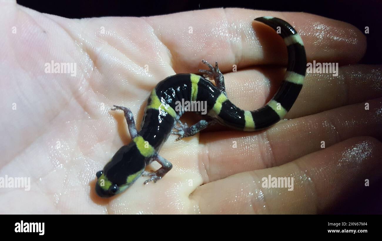 Ringed Salamander (Ambystoma annulatum) Amphibia Stock Photo - Alamy