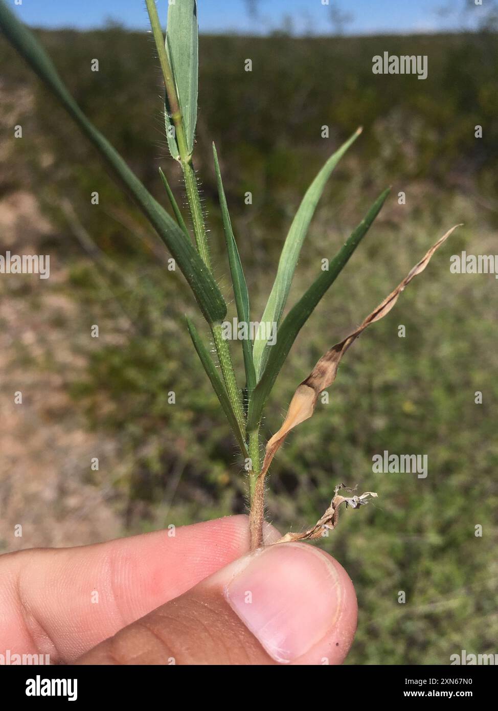 Mexican panicgrass (Panicum hirticaule) Plantae Stock Photo - Alamy