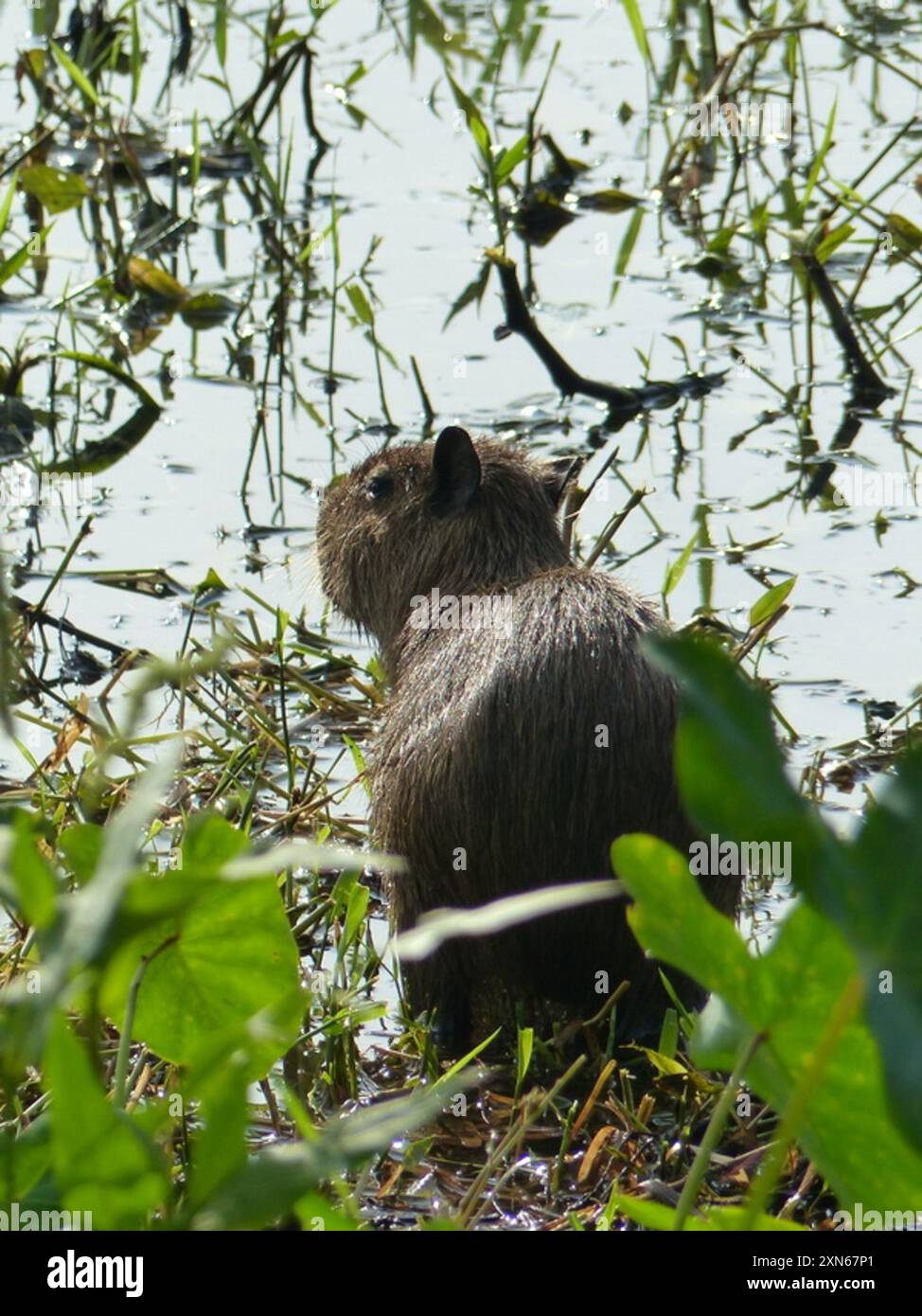 Lesser Capybara (Hydrochoerus isthmius) Mammalia Stock Photo - Alamy