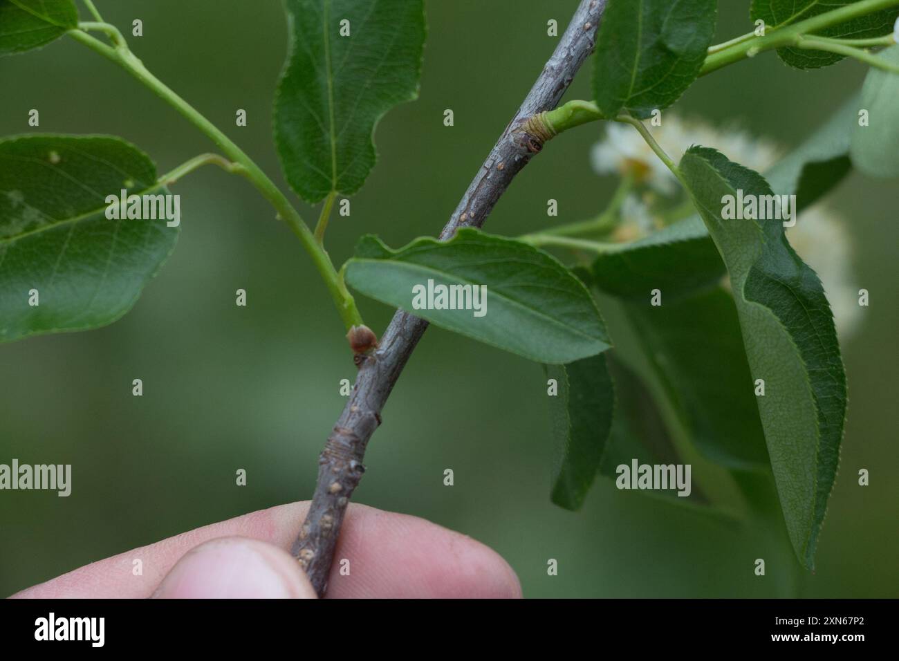Western Chokecherry (Prunus virginiana demissa) Plantae Stock Photo - Alamy