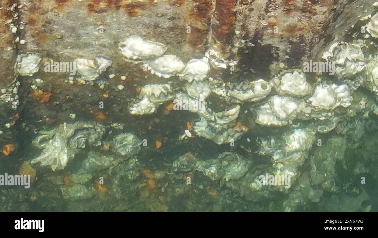 Pacific Oyster (Magallana gigas) Mollusca Stock Photo - Alamy