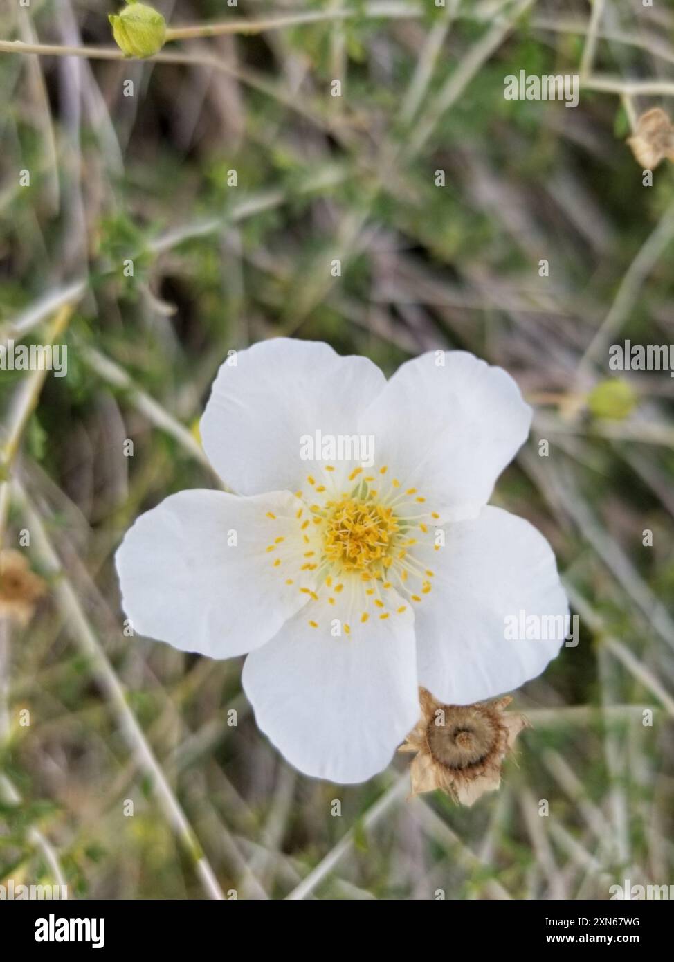 Apache plume (Fallugia paradoxa) Plantae Stock Photo - Alamy