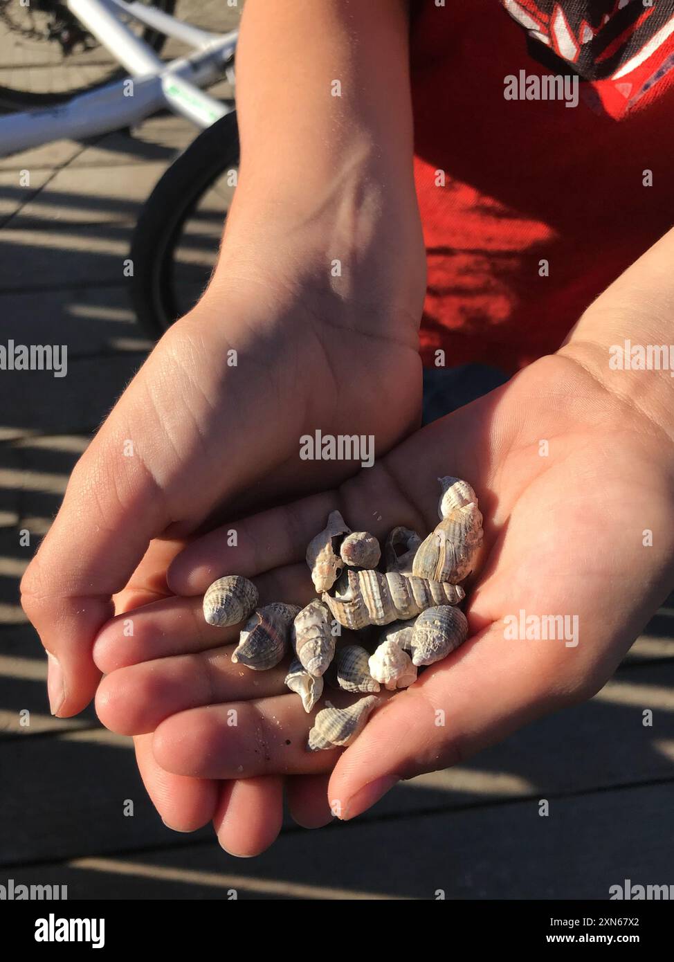 Gastropods (Gastropoda) Mollusca Stock Photo - Alamy