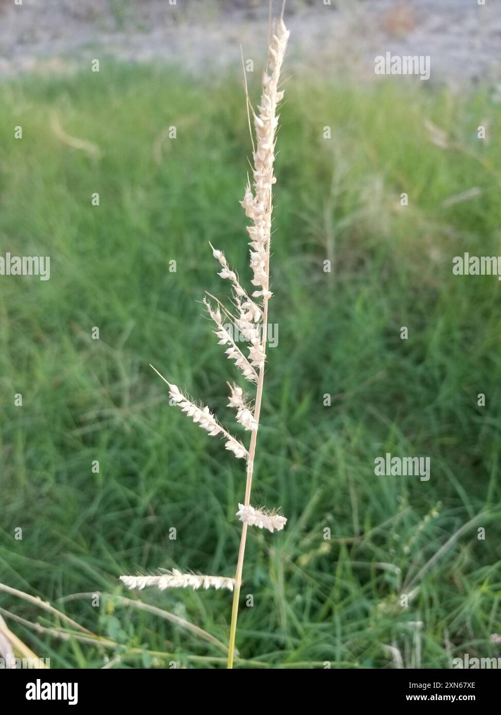 Barnyard Grasses (Echinochloa) Plantae Stock Photo - Alamy