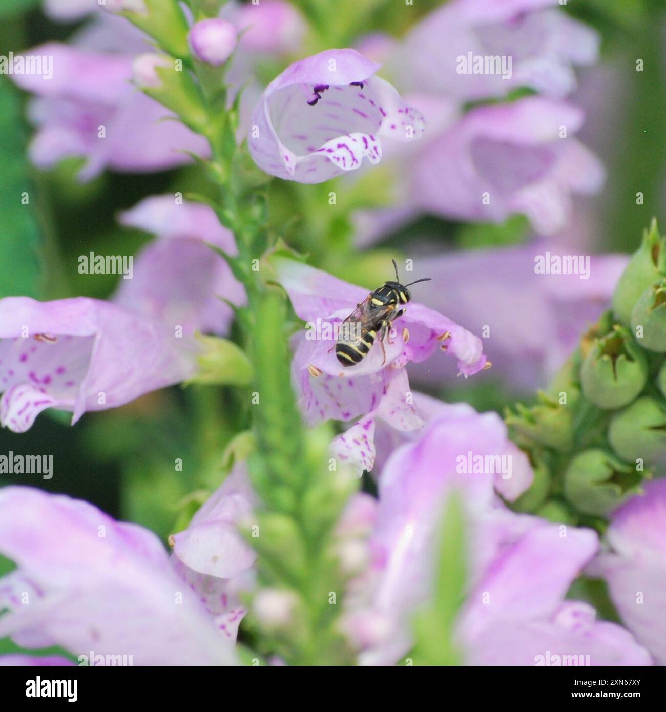 Striped Small Carpenter Bees (Ceratinidia) Insecta Stock Photo - Alamy