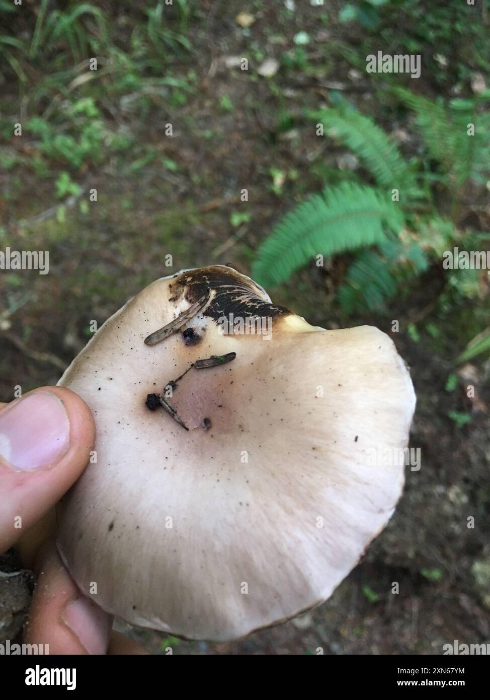Blackening Slime Spike (Gomphidius oregonensis) Fungi Stock Photo - Alamy