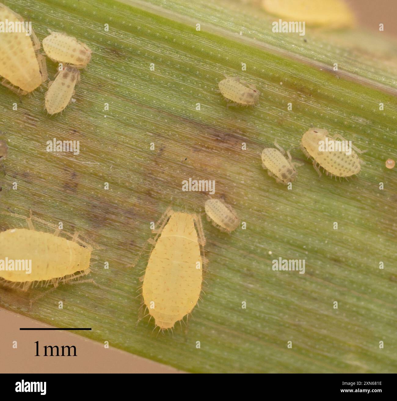 Yellow Sugarcane Aphid (Sipha flava) Insecta Stock Photo - Alamy