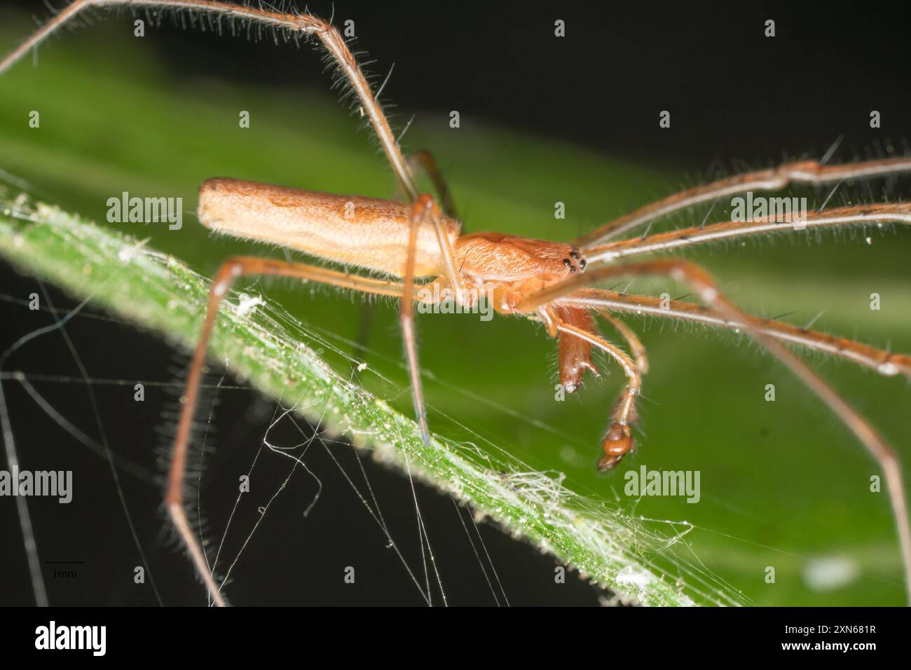 Stretch Spiders (Tetragnatha) Arachnida Stock Photo - Alamy