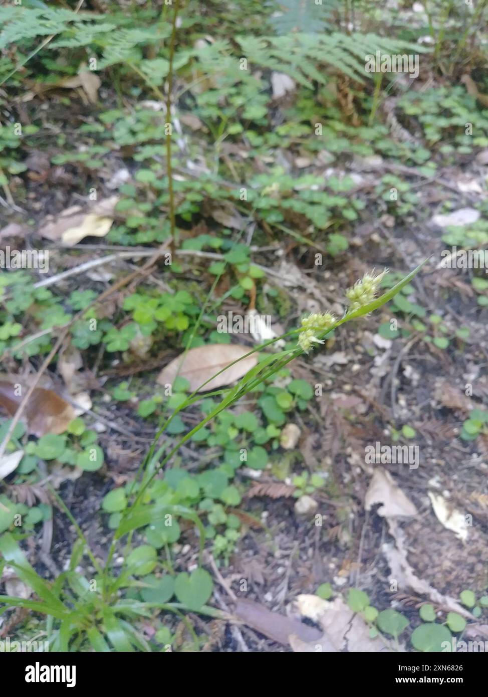 Pacific Woodrush (Luzula comosa) Plantae Stock Photo - Alamy