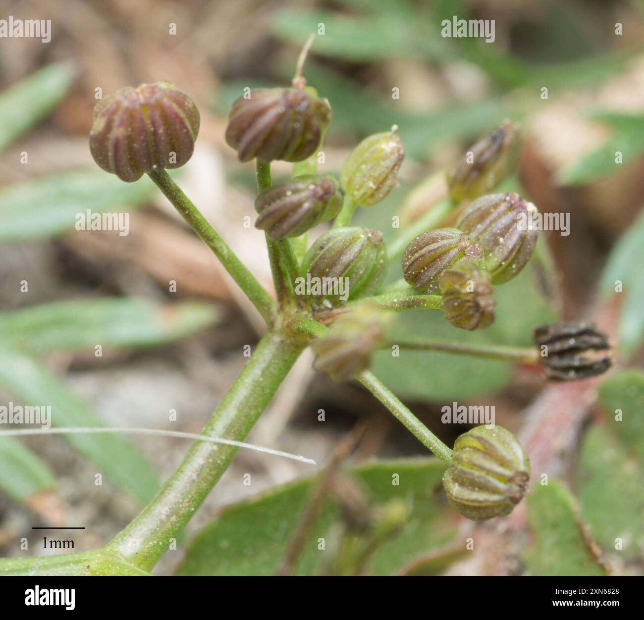 Marsh parsley (Cyclospermum leptophyllum) Plantae Stock Photo - Alamy