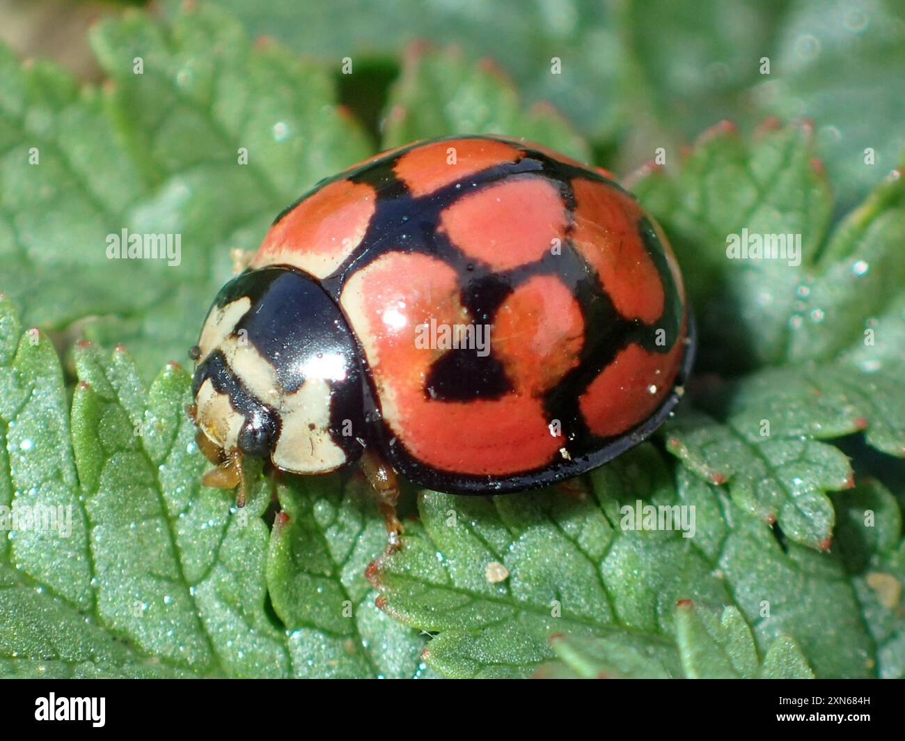 Lunate Lady Beetle (Cheilomenes lunata) Insecta Stock Photo - Alamy