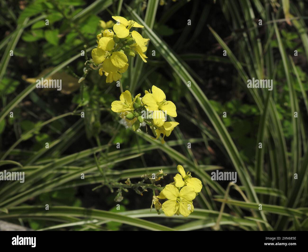 mustard family (Brassicaceae) Plantae Stock Photo - Alamy