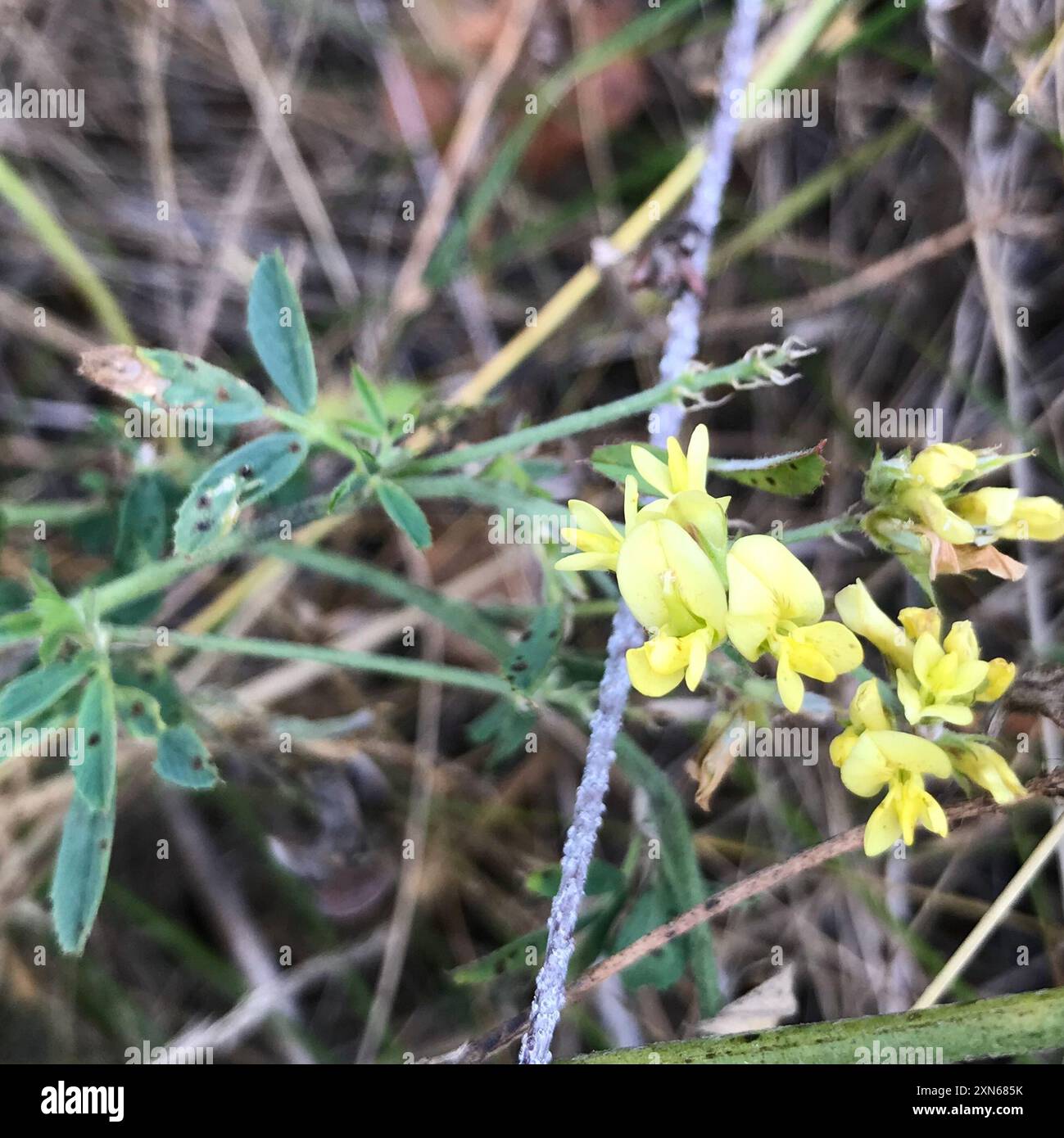 sickle alfalfa (Medicago falcata) Plantae Stock Photo - Alamy