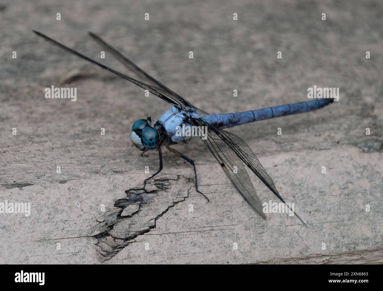 Great Blue Skimmer (Libellula vibrans) Insecta Stock Photo - Alamy