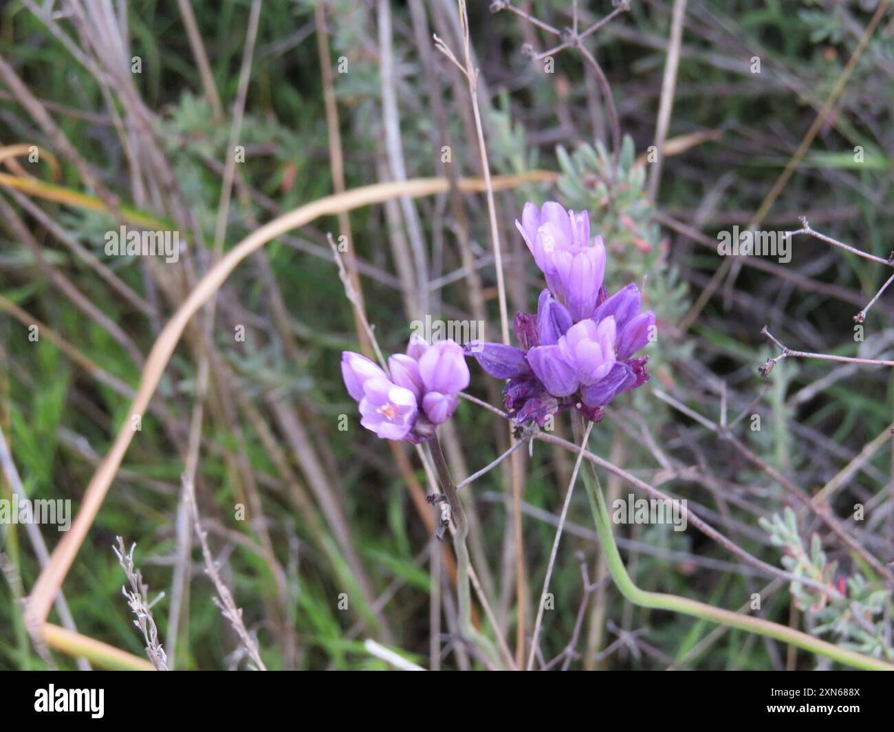Blue Dicks (Dipterostemon capitatus) Plantae Stock Photo - Alamy
