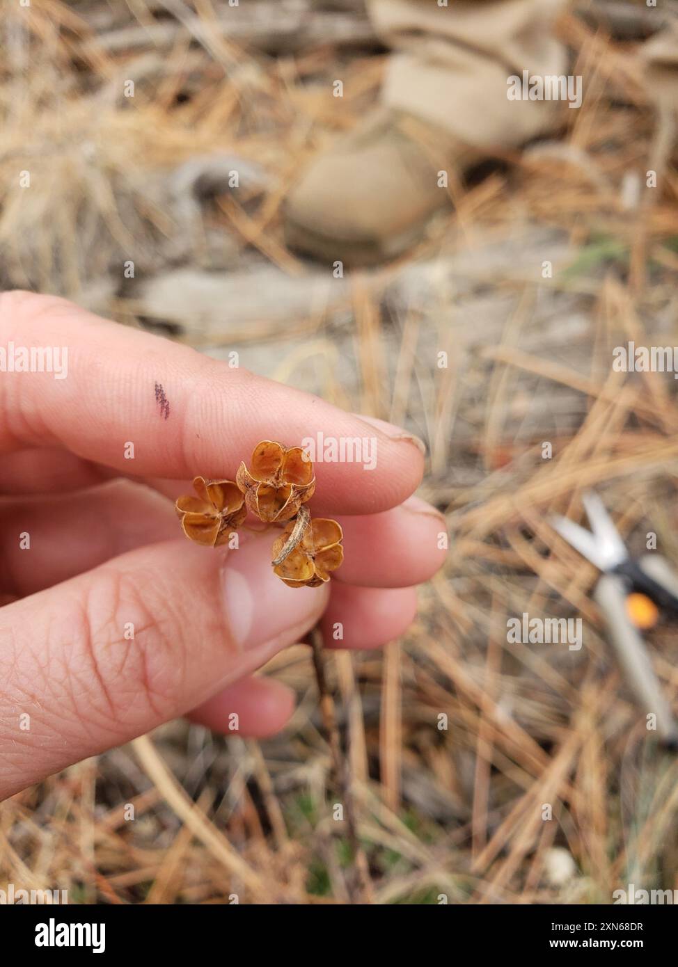 inflated grasswidow (Olsynium douglasii inflatum) Plantae Stock Photo ...