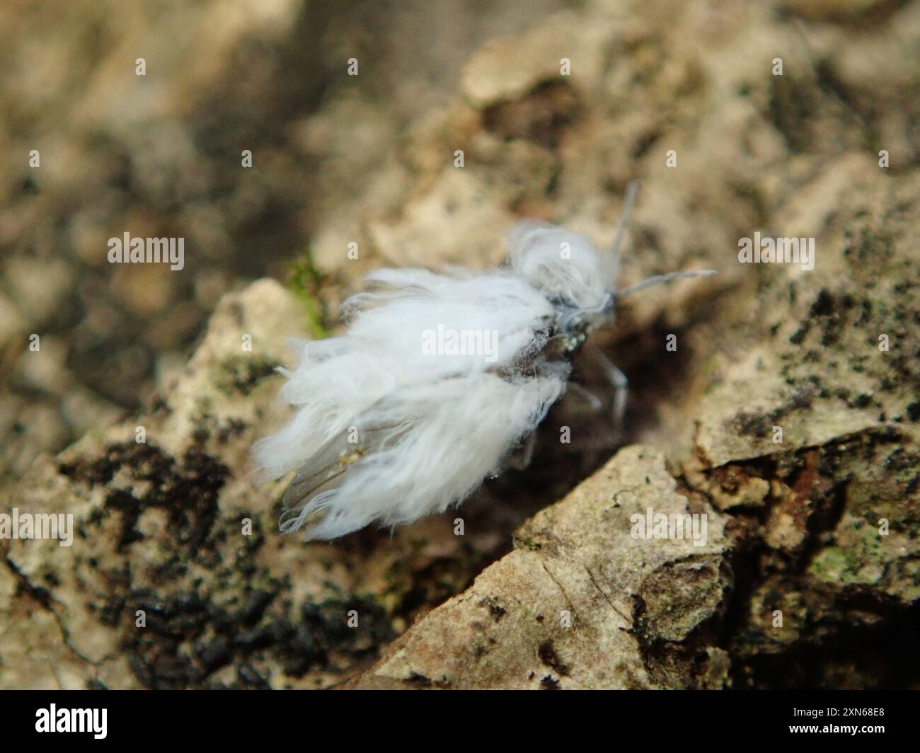 Woolly Aphids and Gall-making Aphids (Eriosomatinae) Insecta Stock ...