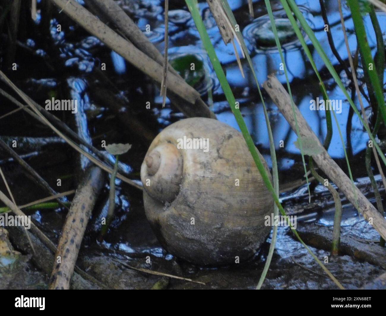 Apple Snails (Ampullariidae) Mollusca Stock Photo - Alamy