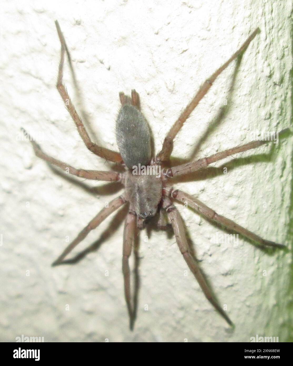 Stealthy Ground Spiders (Gnaphosidae) Arachnida Stock Photo - Alamy