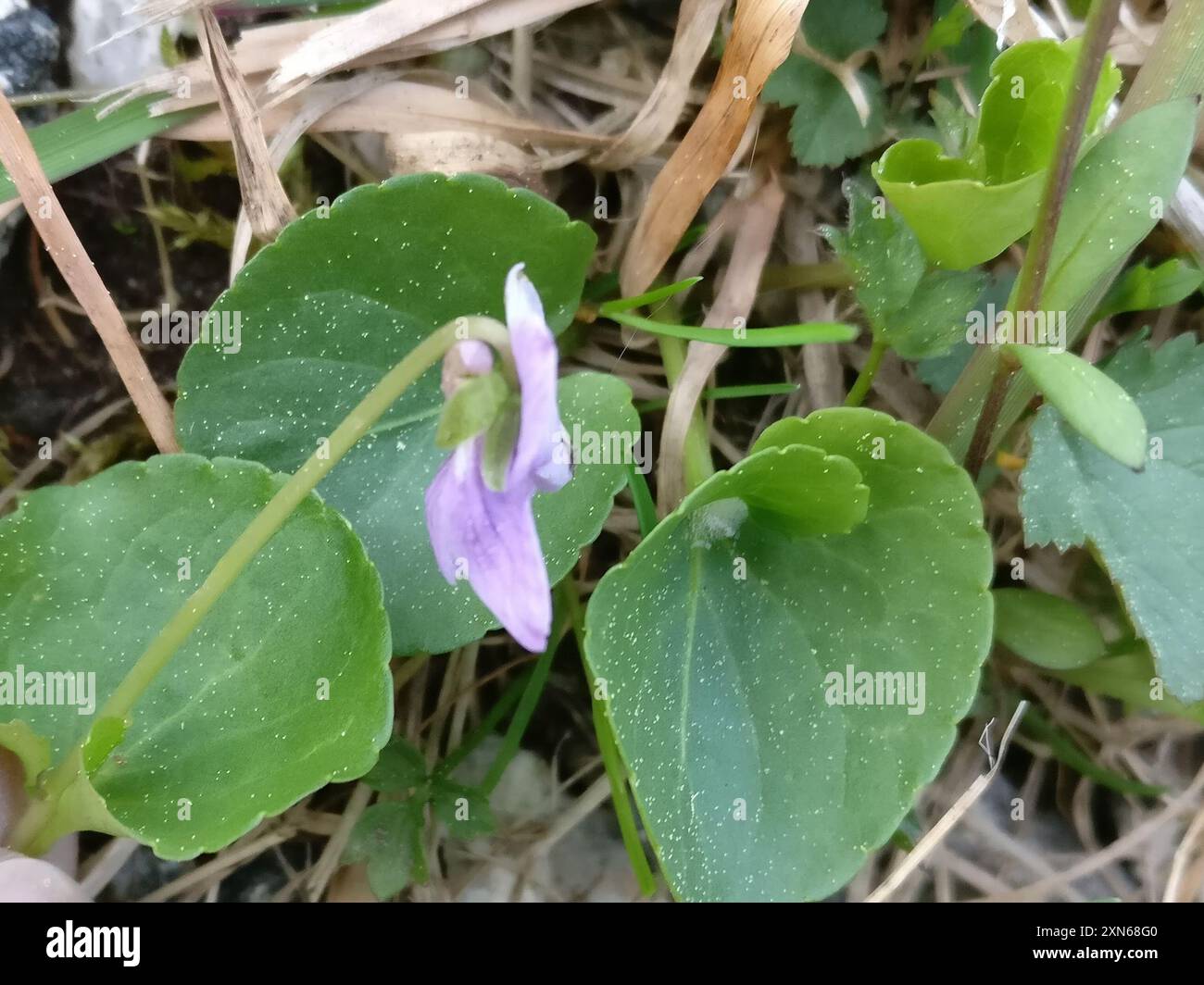 alpine marsh violet (Viola palustris) Plantae Stock Photo - Alamy