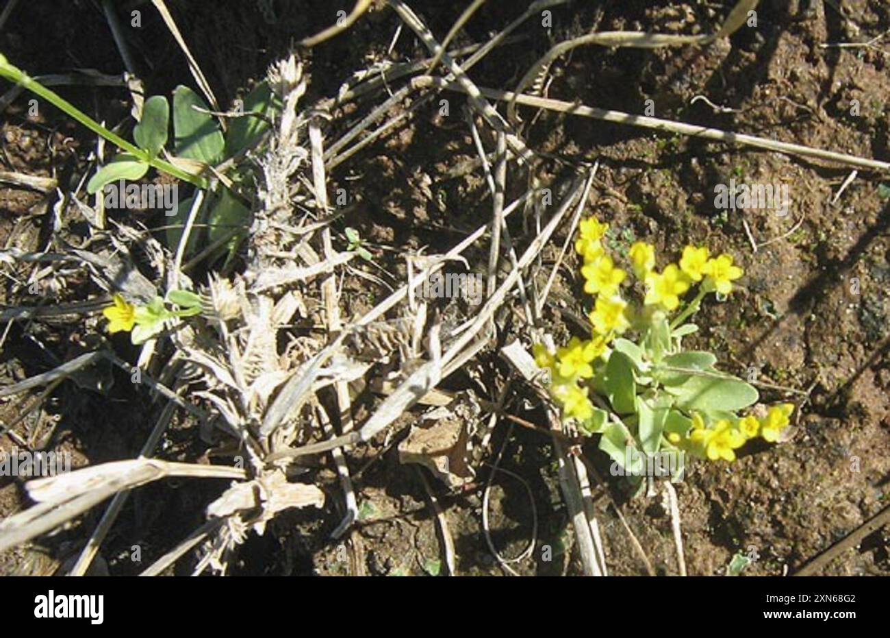 (Sebaea pentandra) Plantae Stock Photo - Alamy