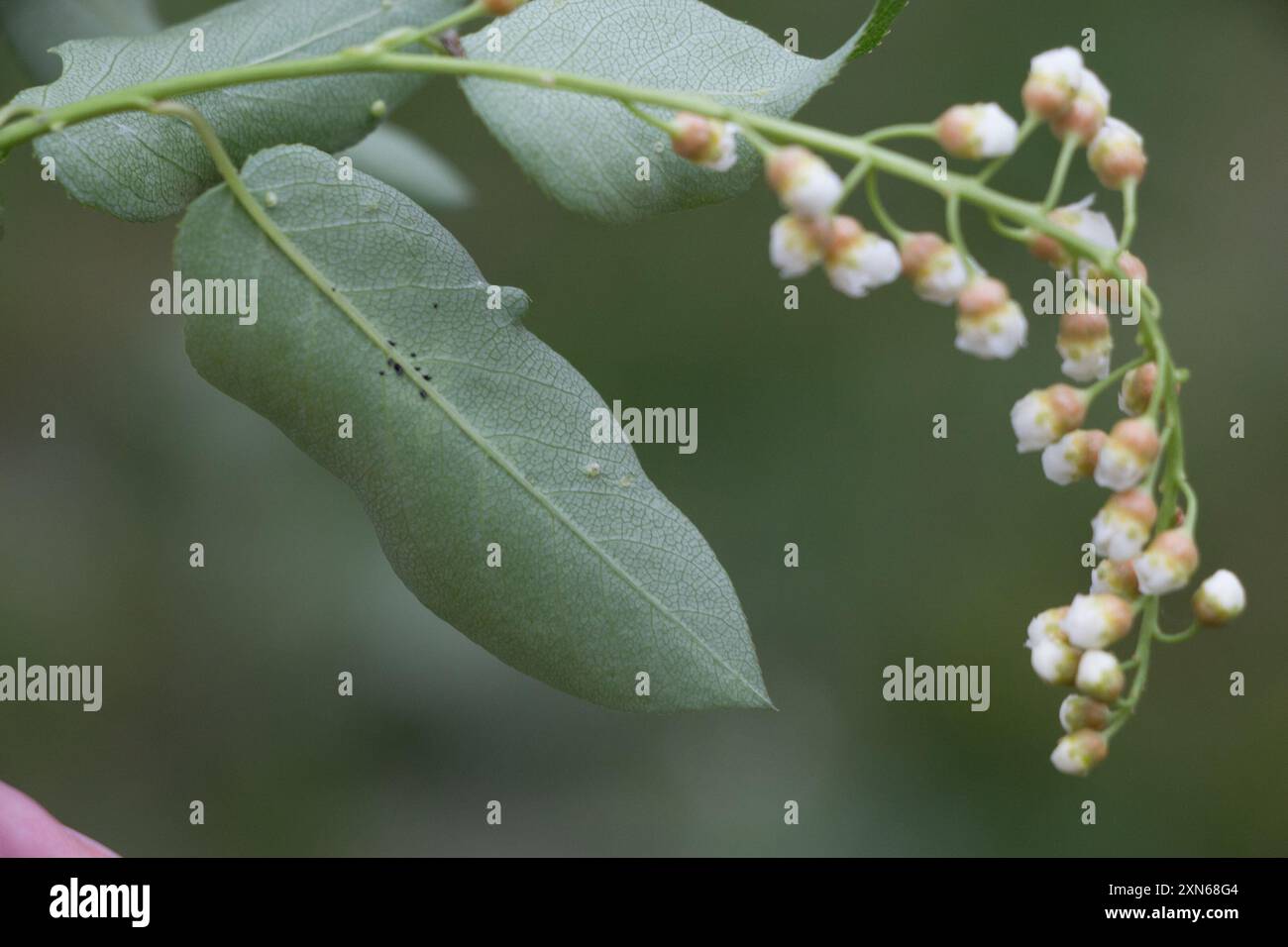 Western Chokecherry (Prunus virginiana demissa) Plantae Stock Photo - Alamy