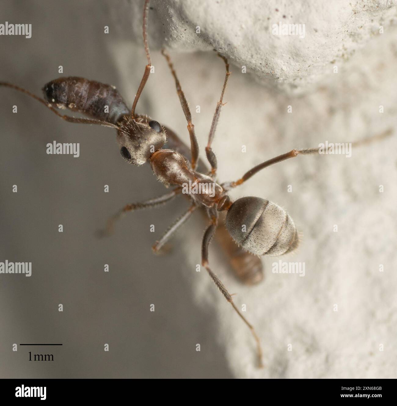 Wood, Mound, and Field Ants (Formica) Insecta Stock Photo - Alamy