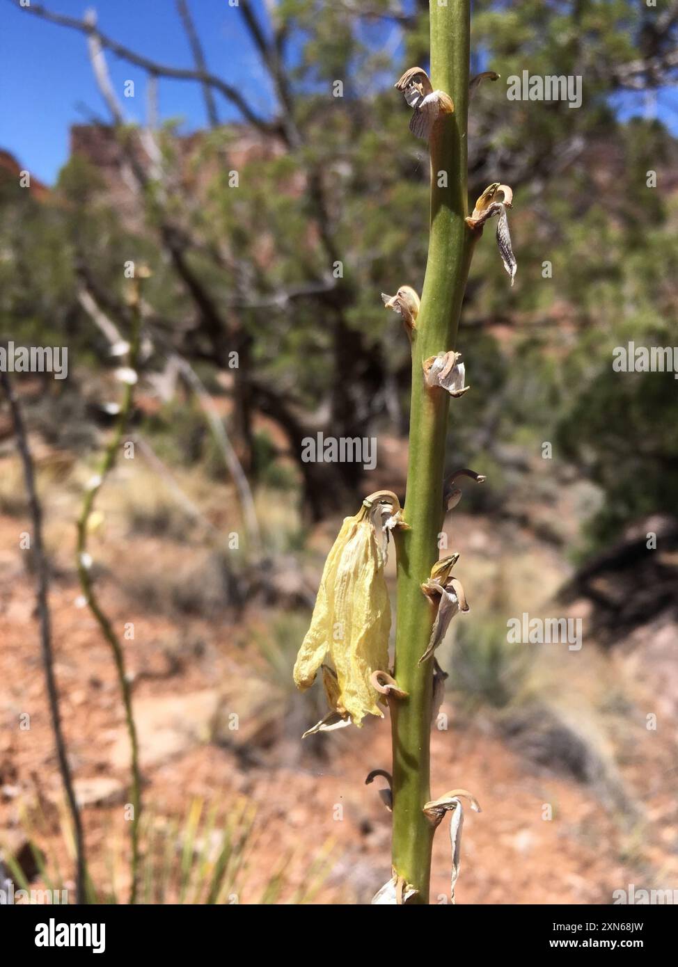 Dwarf Yucca (Yucca harrimaniae) Plantae Stock Photo - Alamy
