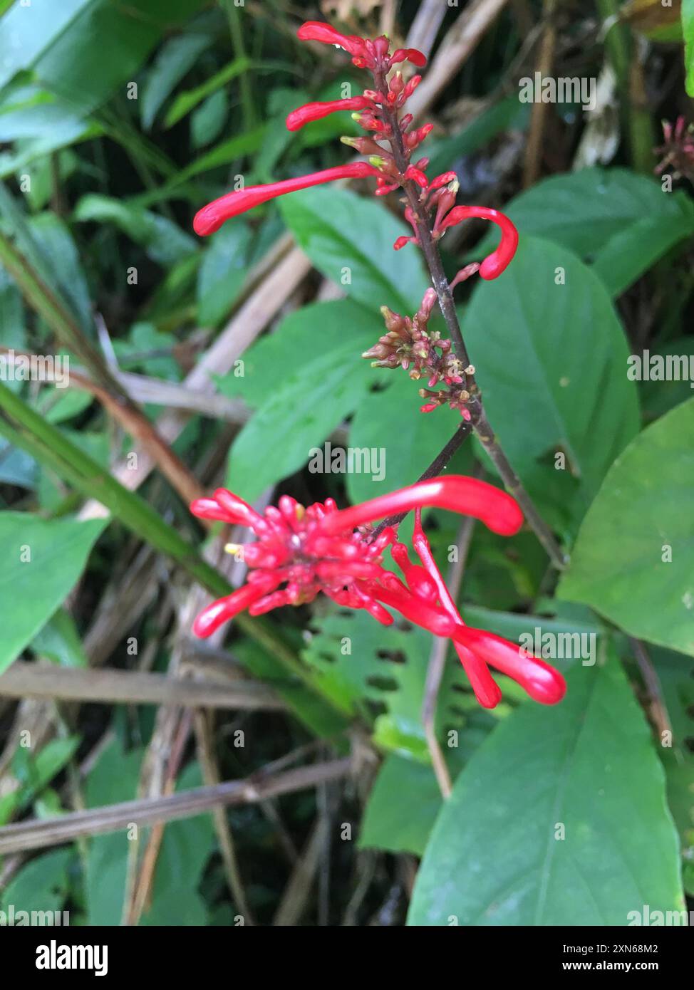 Firespike (Odontonema tubaeforme) Plantae Stock Photo - Alamy