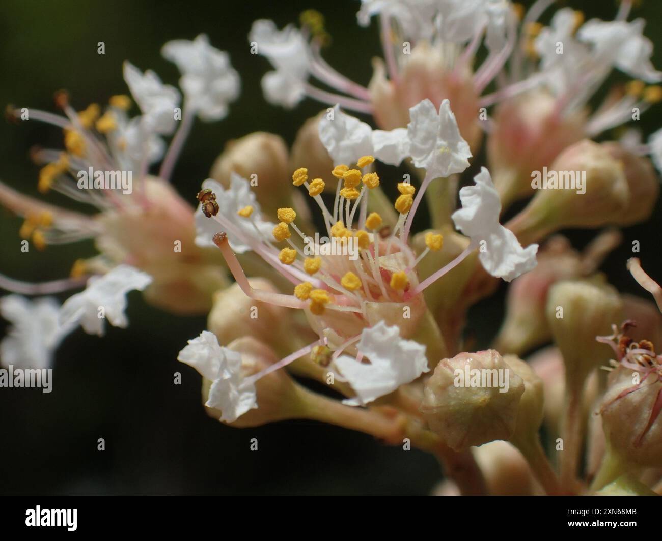 Subcostate Crape Myrtle (Lagerstroemia subcostata) Plantae Stock Photo ...