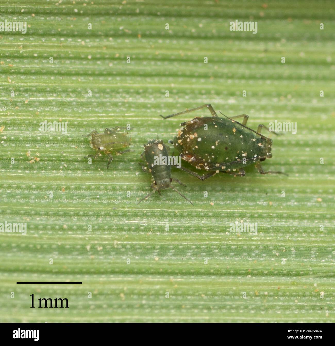 Bird Cherry-oat Aphid (Rhopalosiphum padi) Insecta Stock Photo - Alamy