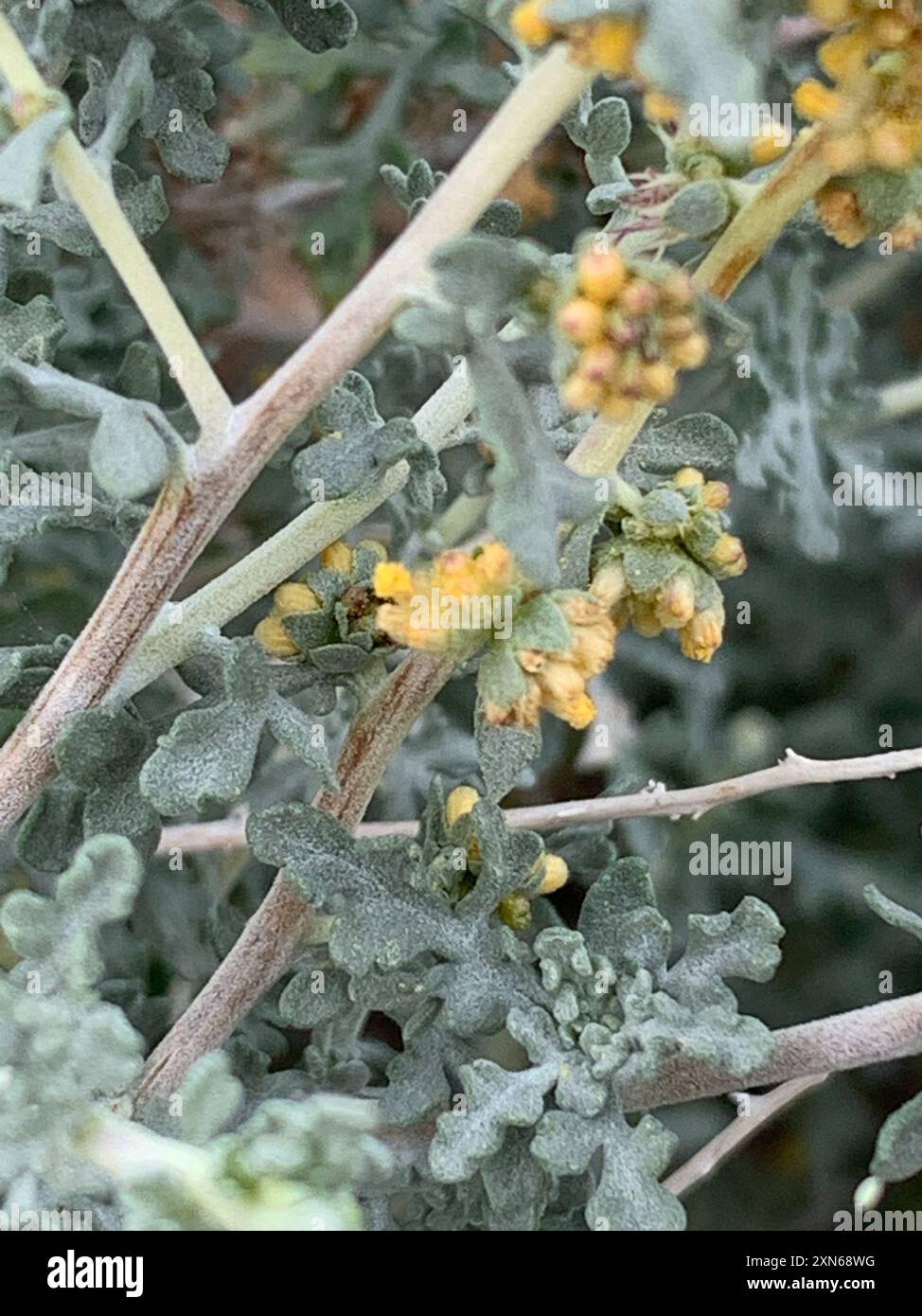 Burrobush (Ambrosia dumosa) Plantae Stock Photo - Alamy