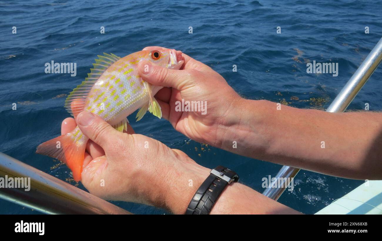Lane Snapper (Lutjanus synagris) Actinopterygii Stock Photo - Alamy